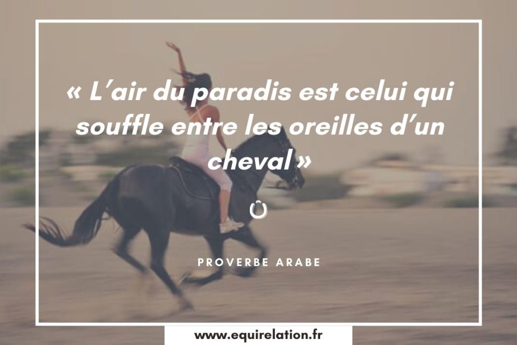 Les 75 plus belles citations sur les chevaux - Equirelation